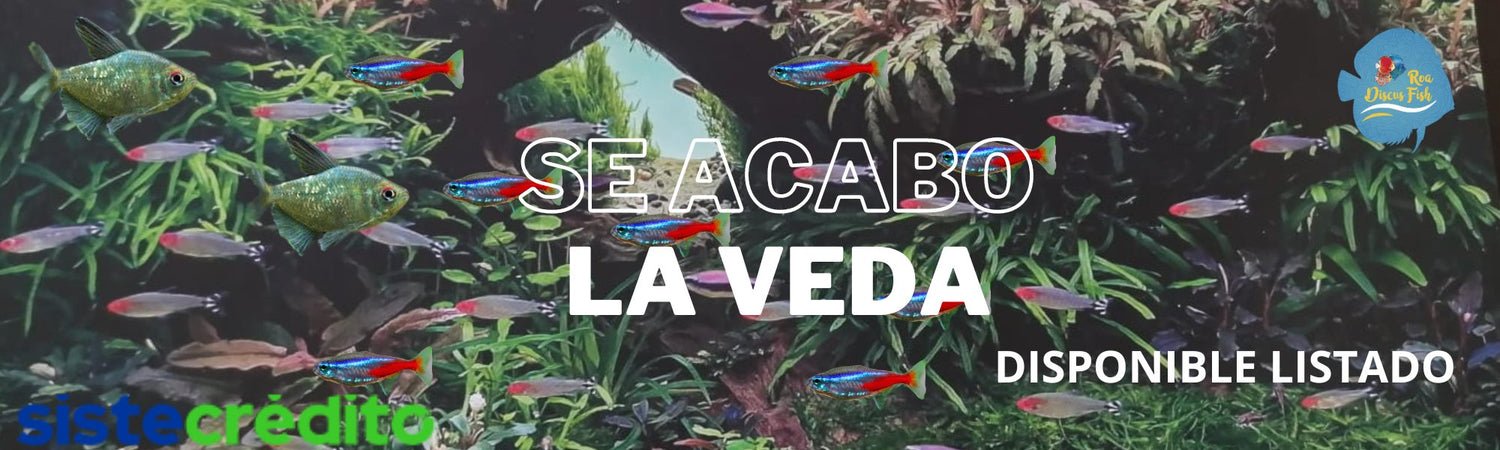 Peces De Rio – Discus Roa Fish