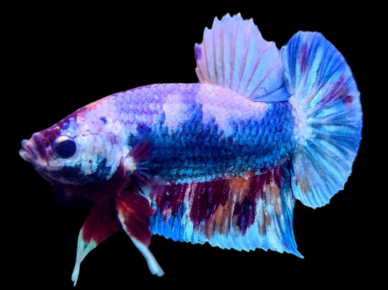 BETTAS DE LINEA – Discus Roa Fish