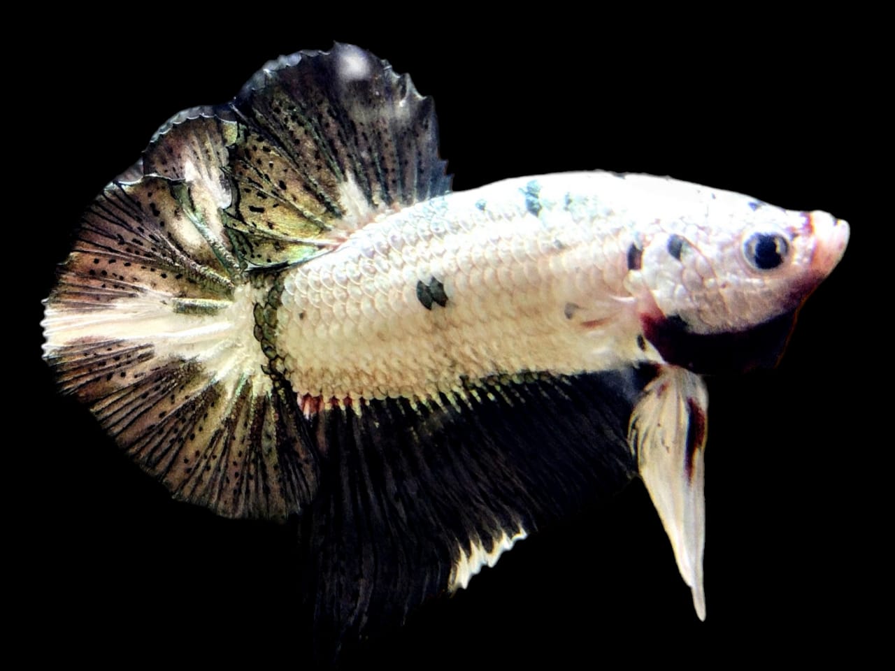BETTAS DE LINEA – Discus Roa Fish