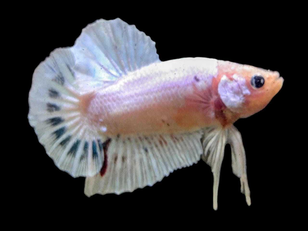 BETTAS DE LINEA – Discus Roa Fish