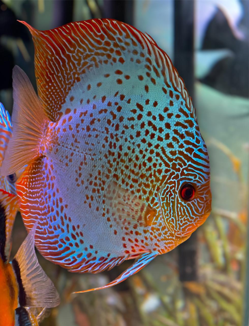 KOI – Discus Roa Fish