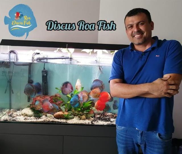 Parrot Polar y Albino – Discus Roa Fish