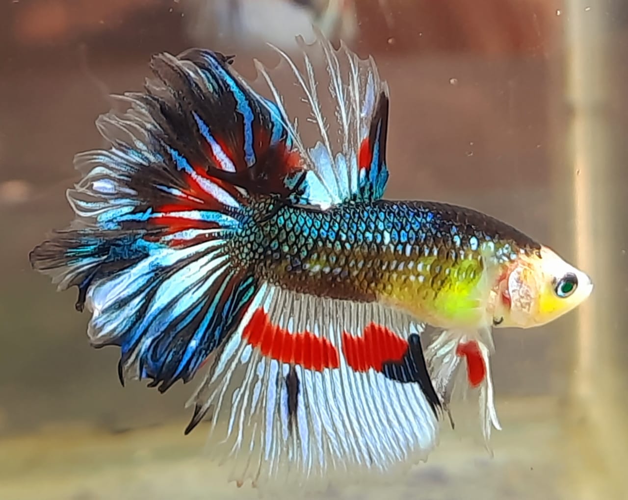 BETTAS DE LINEA – Discus Roa Fish