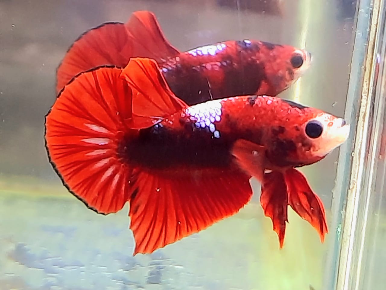 BETTAS DE LINEA – Discus Roa Fish