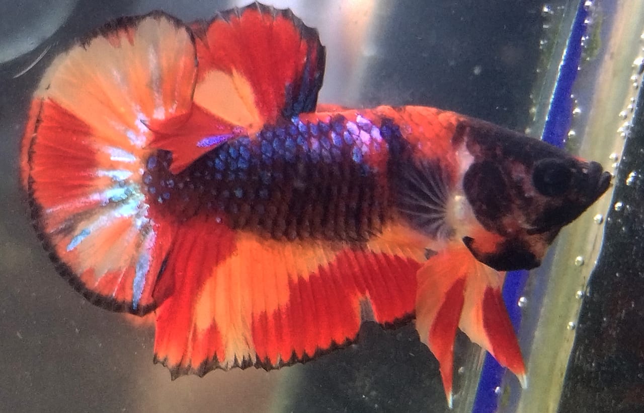 BETTAS DE LINEA 7 – Discus Roa Fish