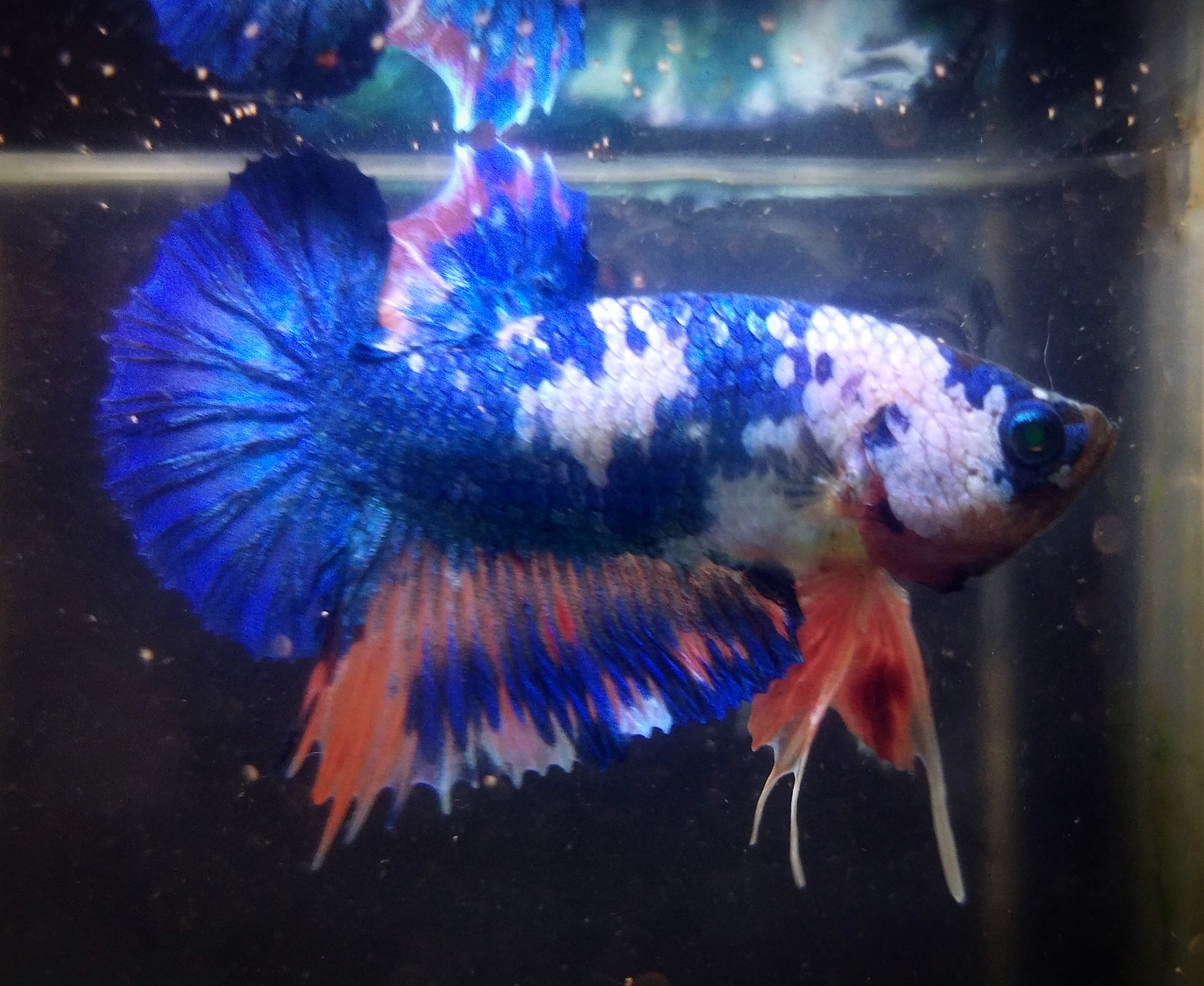 BETTAS DE LINEA – Discus Roa Fish