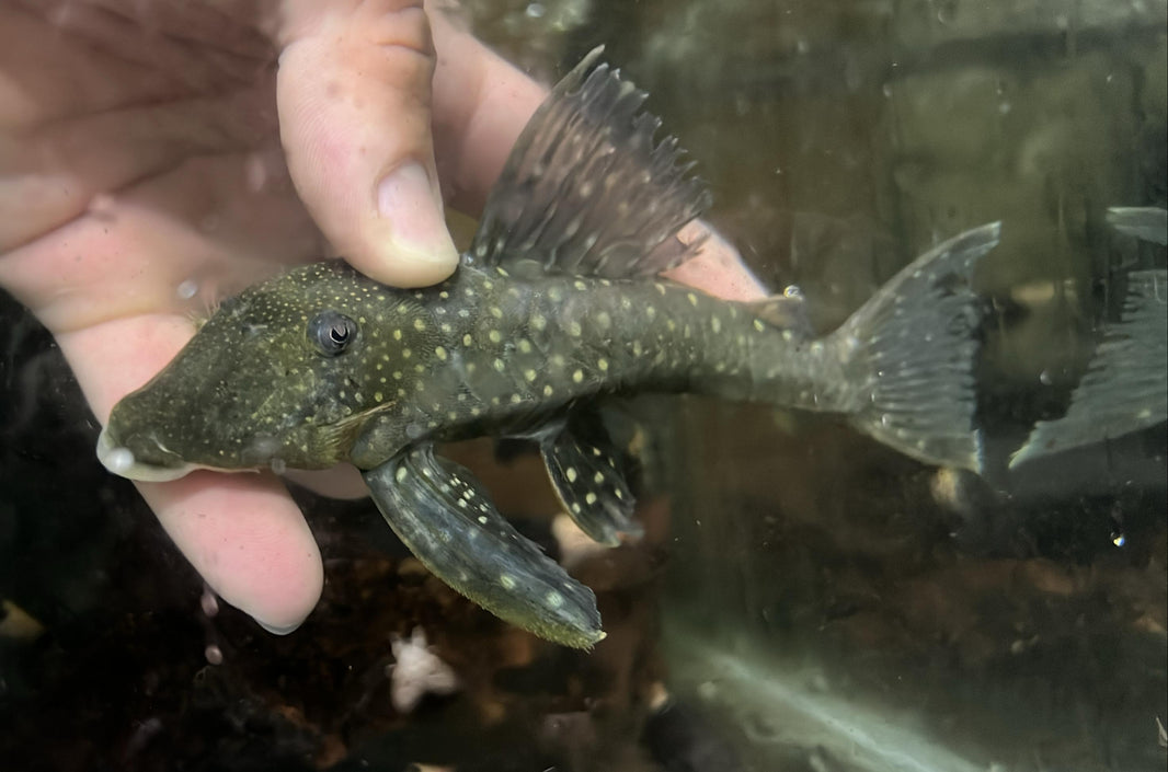 Peces De Rio – Discus Roa Fish