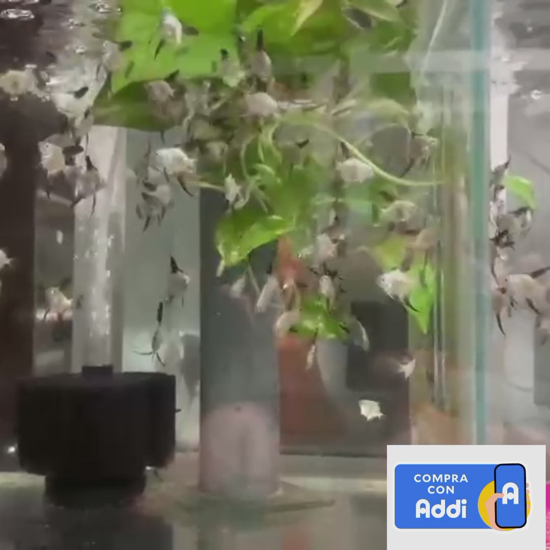 Peces Escalares – Discus Roa Fish