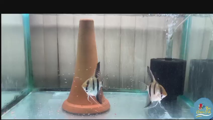 Escalar Santa Isabel – Discus Roa Fish