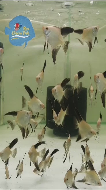Peces Escalares – Discus Roa Fish