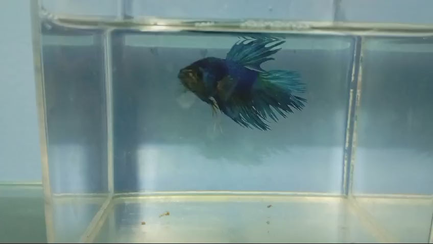 BETTAS DE LINEA 9 – Discus Roa Fish