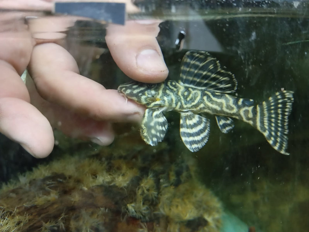 Peces De Rio – Discus Roa Fish