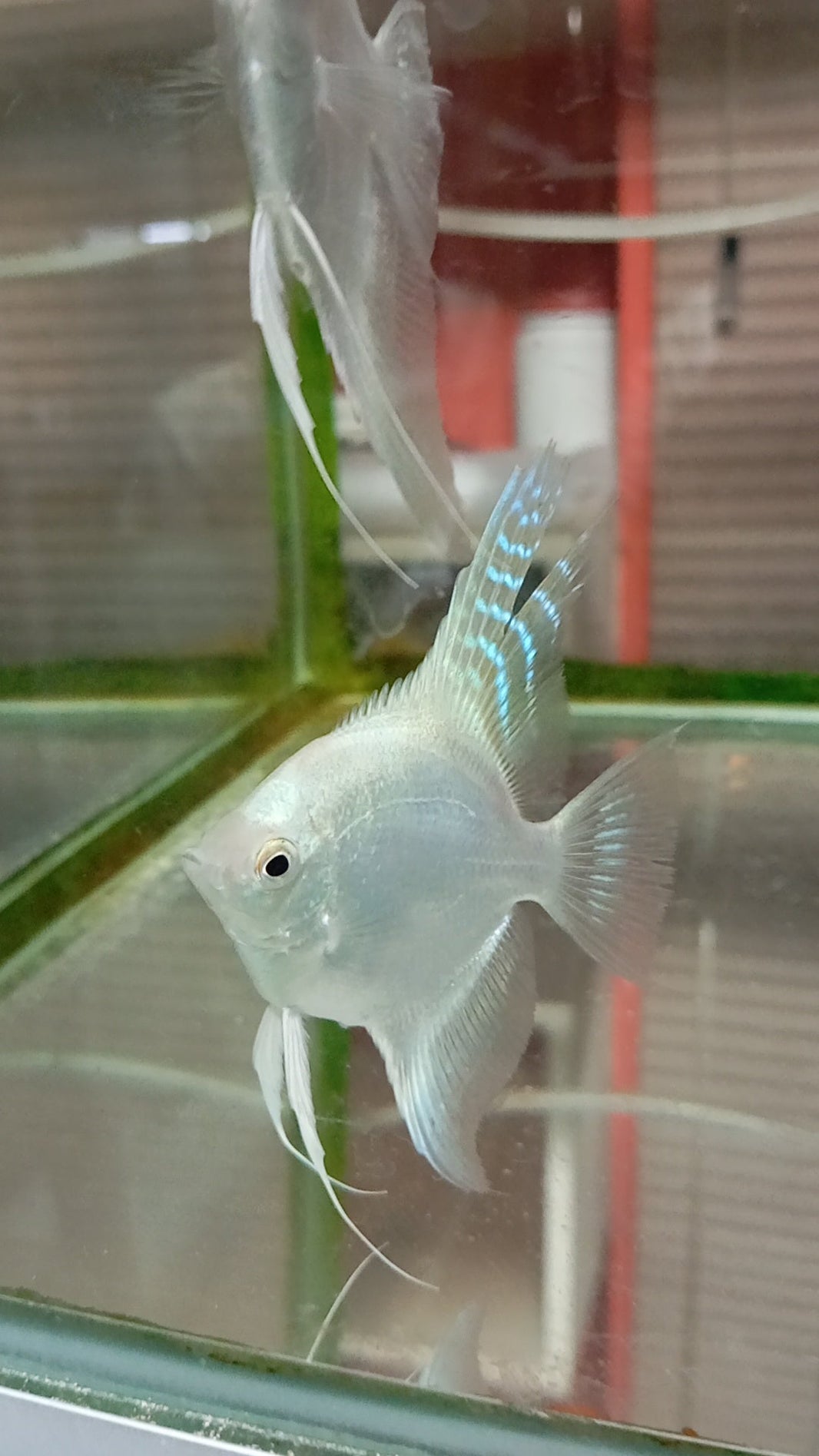 Peces Escalares – Discus Roa Fish