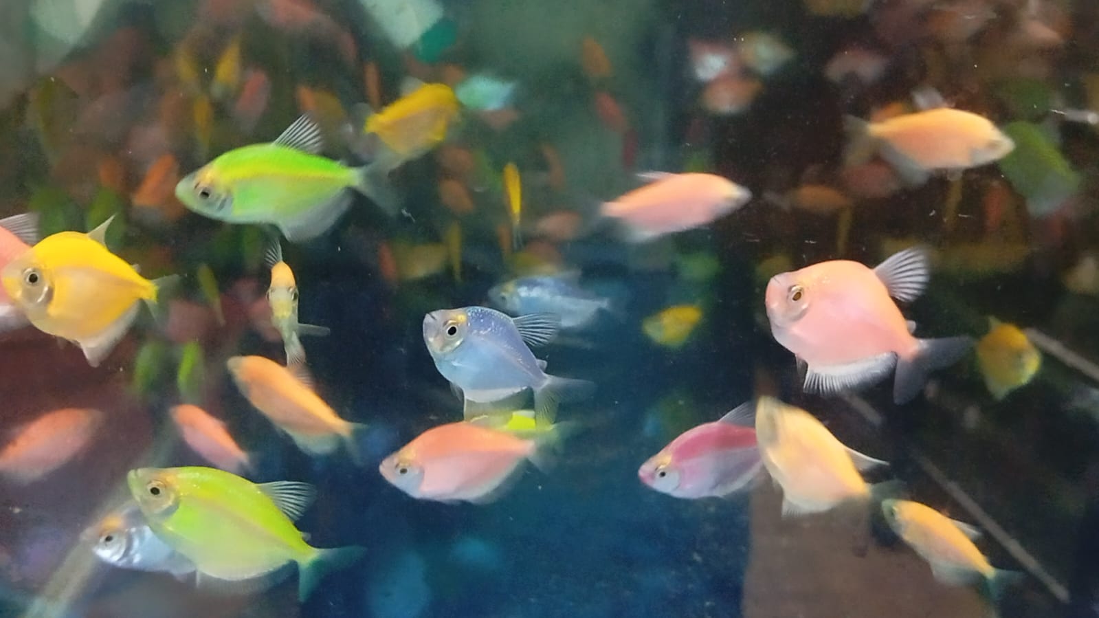Monjas de Colores – Discus Roa Fish