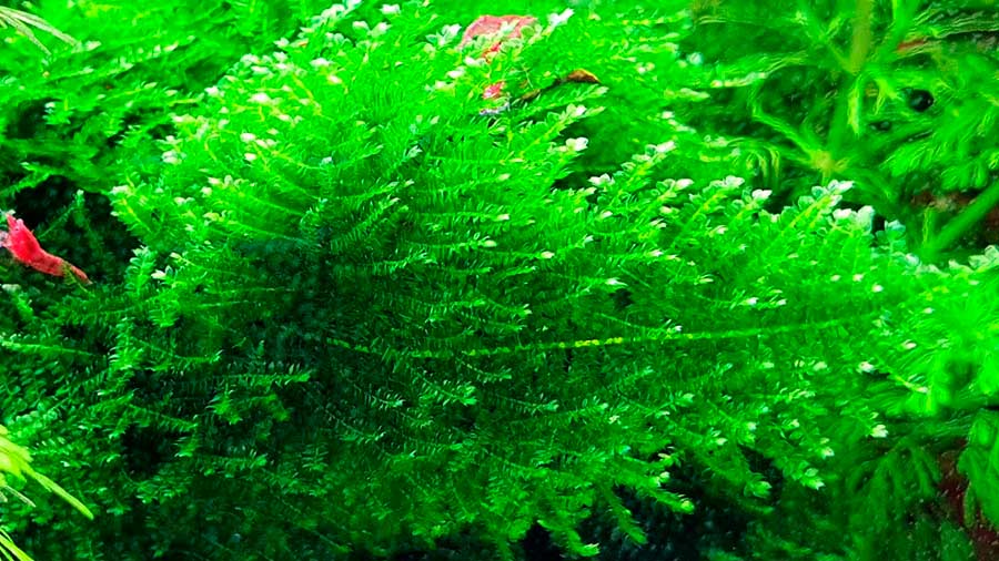 Musgos Y Tapizantes – Discus Roa Fish